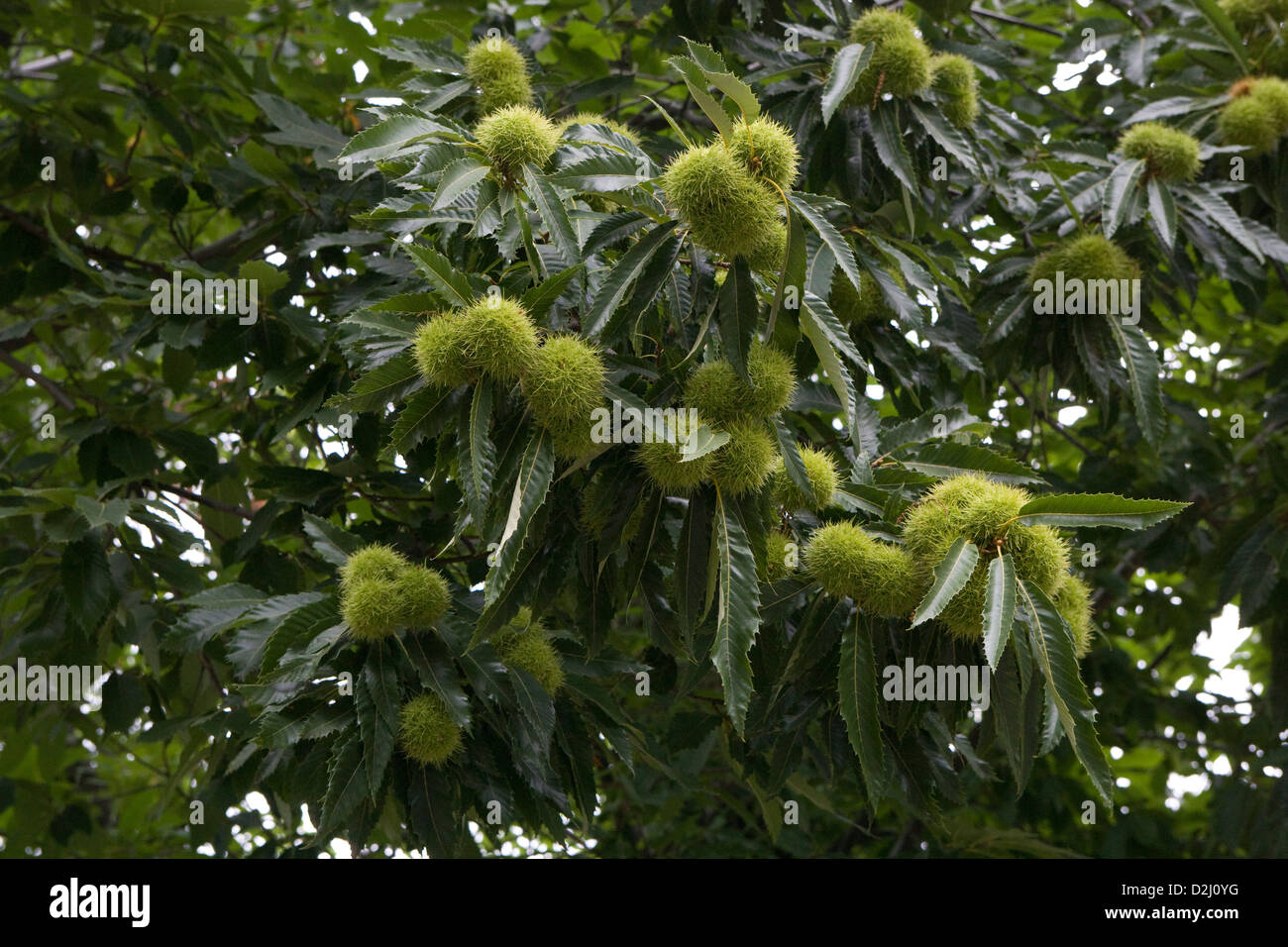 Fruit of sweet chestnut tree hi-res stock photography and images - Alamy