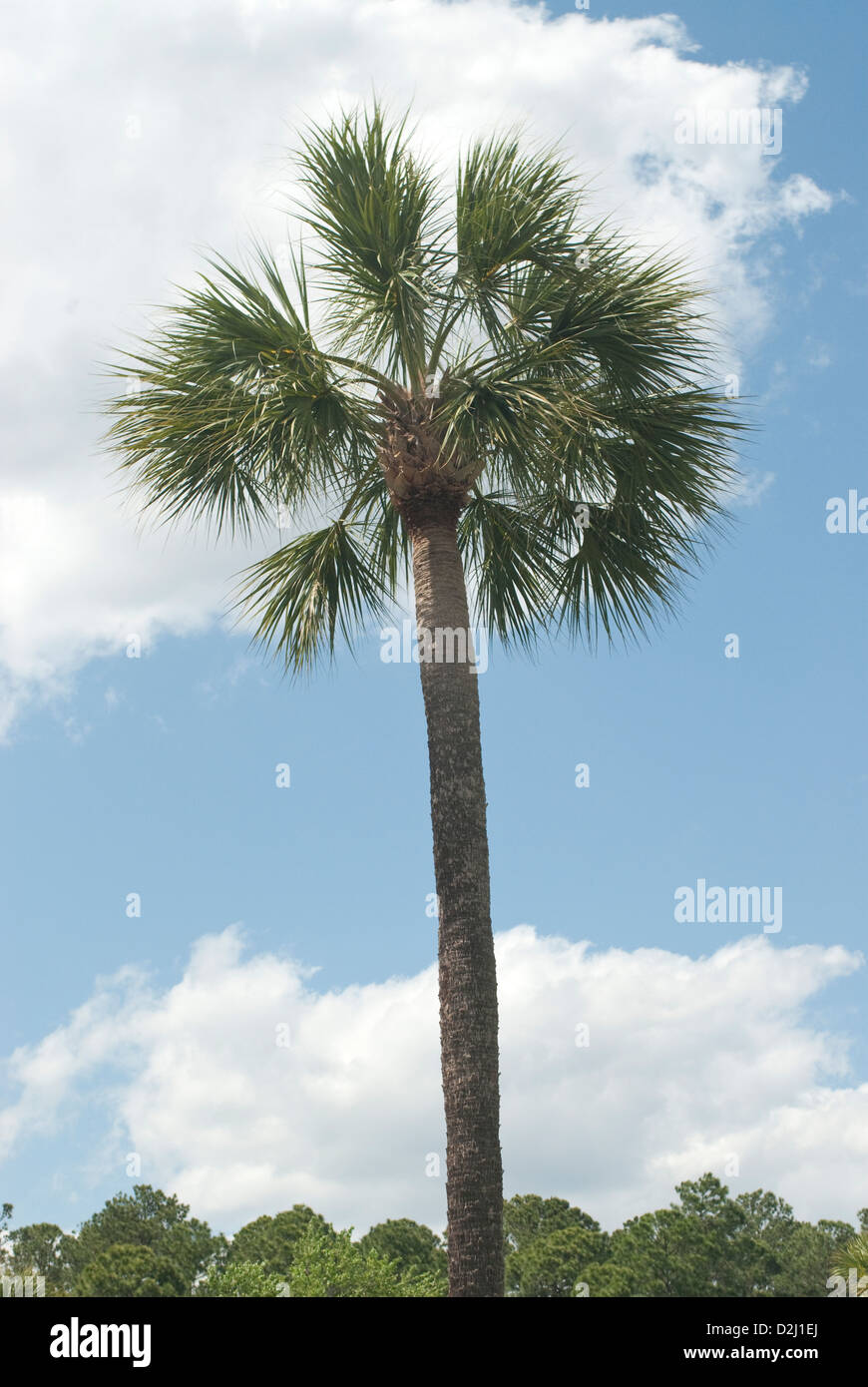 Palm tree, summer, tall, sunny, clear sky Stock Photo - Alamy