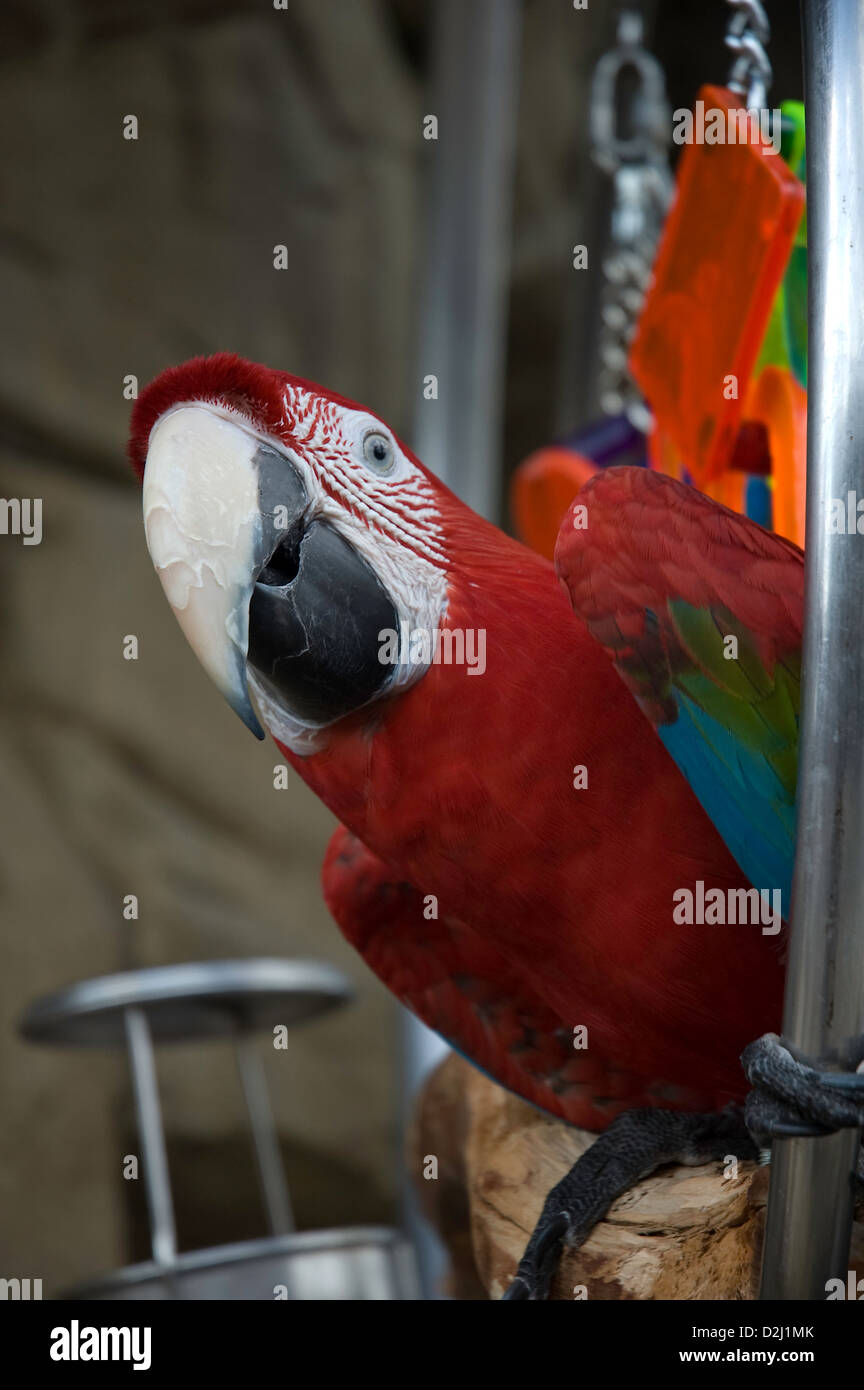 Disney usa hi-res stock photography and images - Alamy