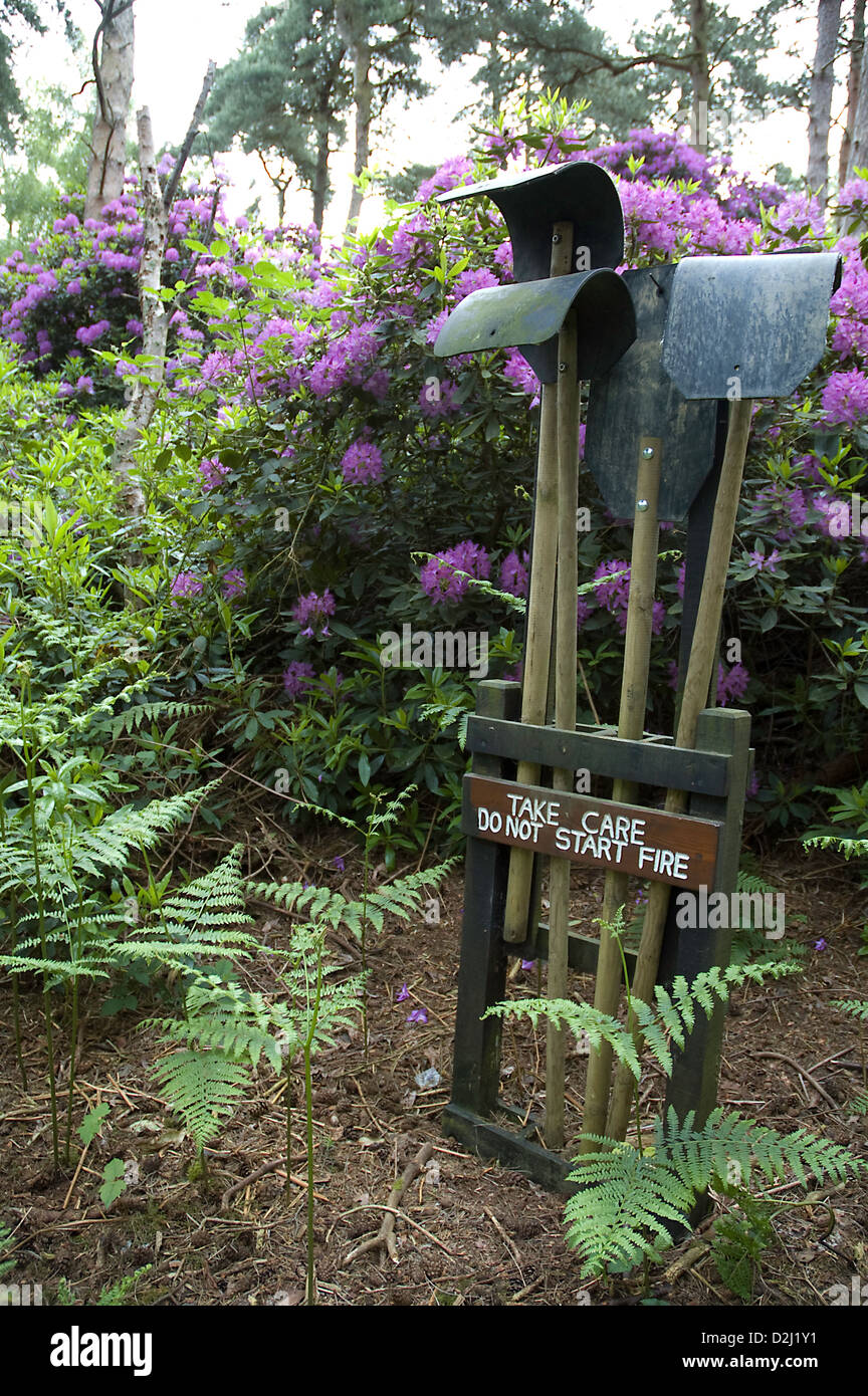 Sandringham norfolk woods hi-res stock photography and images - Alamy
