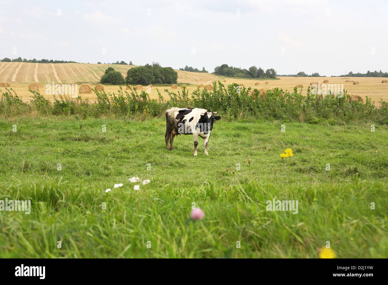Russian cow hi-res stock photography and images - Alamy