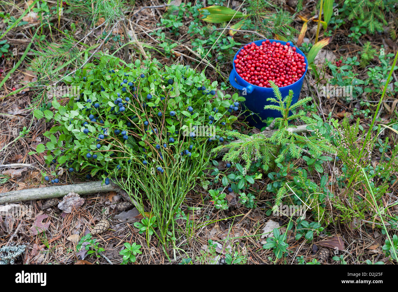 Wild berries in the forest Stock Photo - Alamy