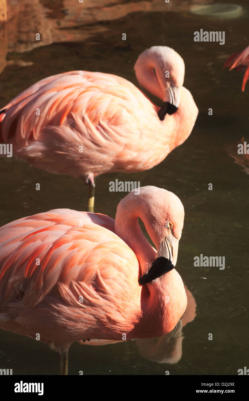 Flamingo hunt hi-res stock photography and images - Alamy