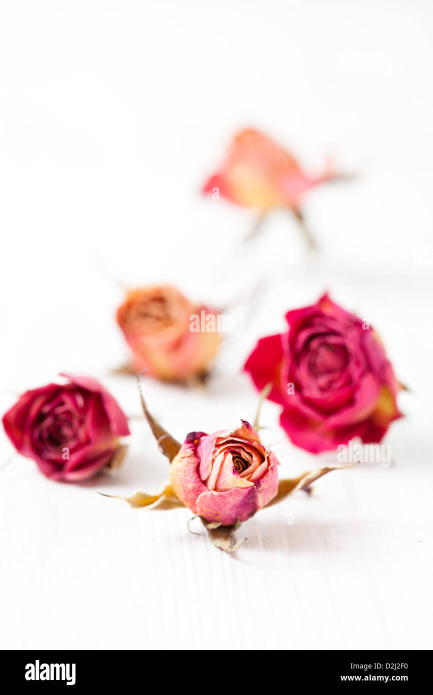 Flower in orange light Cut Out Stock Images & Pictures - Alamy