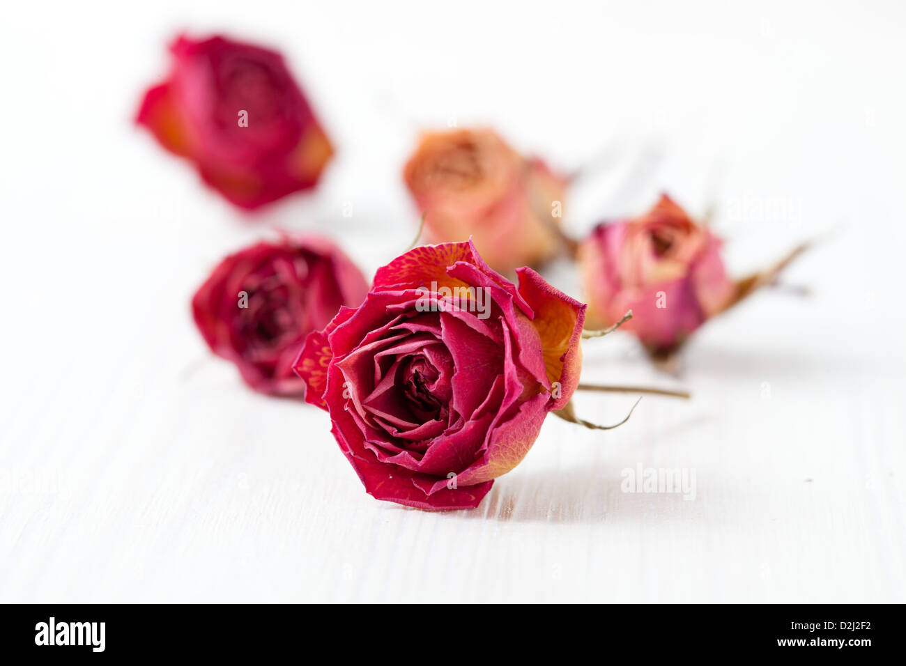 Flower in orange light Cut Out Stock Images & Pictures - Alamy