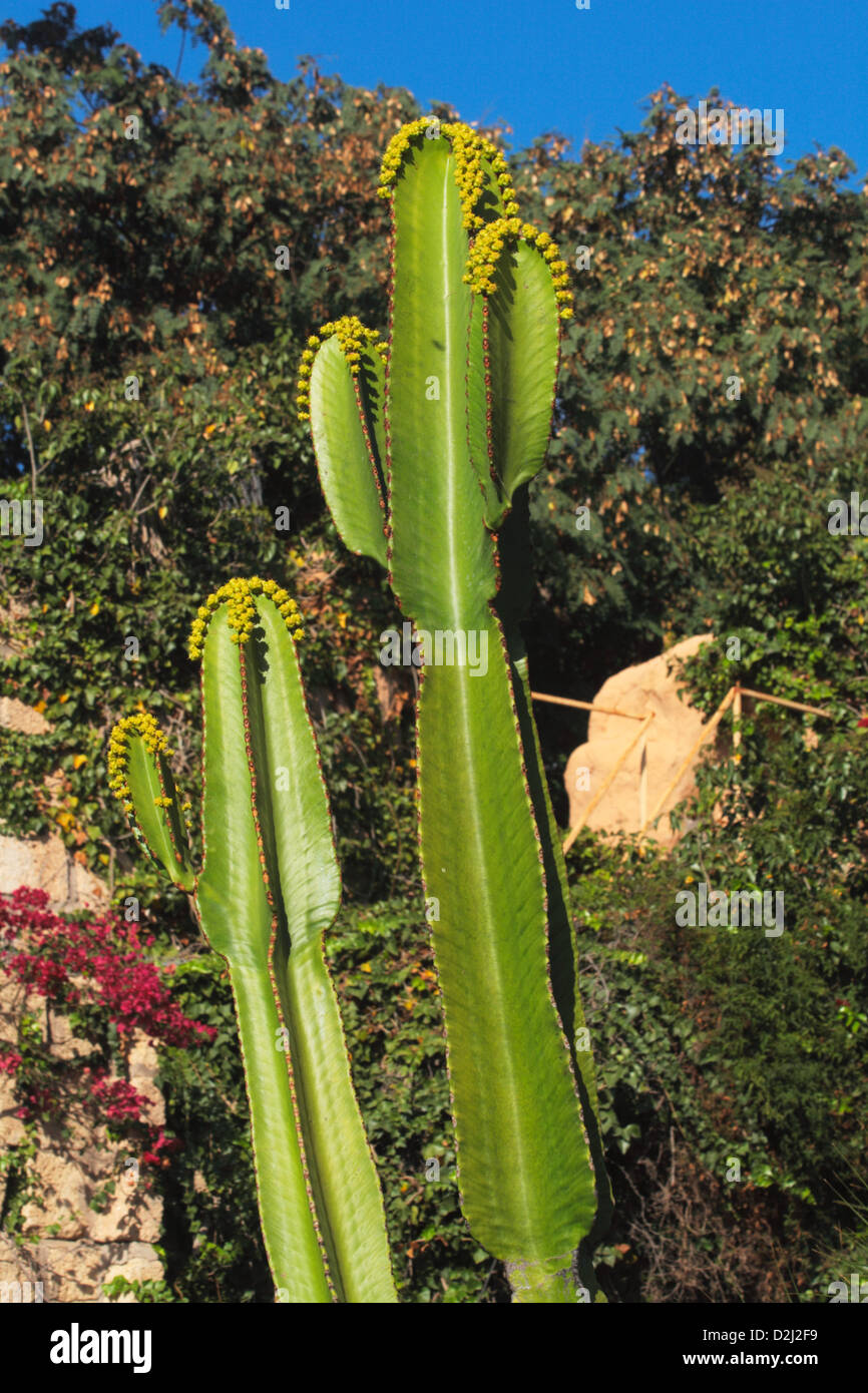 cardon plant in La Gomera island Stock Photo - Alamy