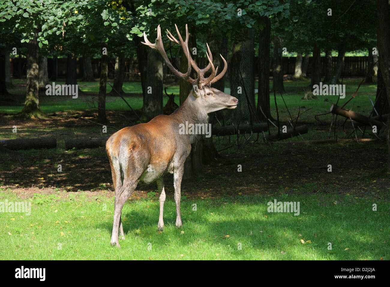 Bialowieza, Poland, red deer in a safari park, which belongs to the ...
