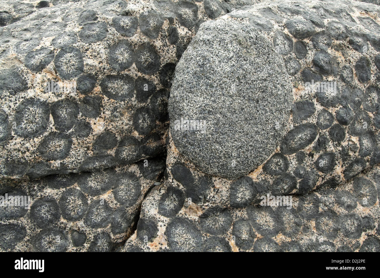 Outcrop of orbicular granite - detail. Orbicular Granite Nature ...