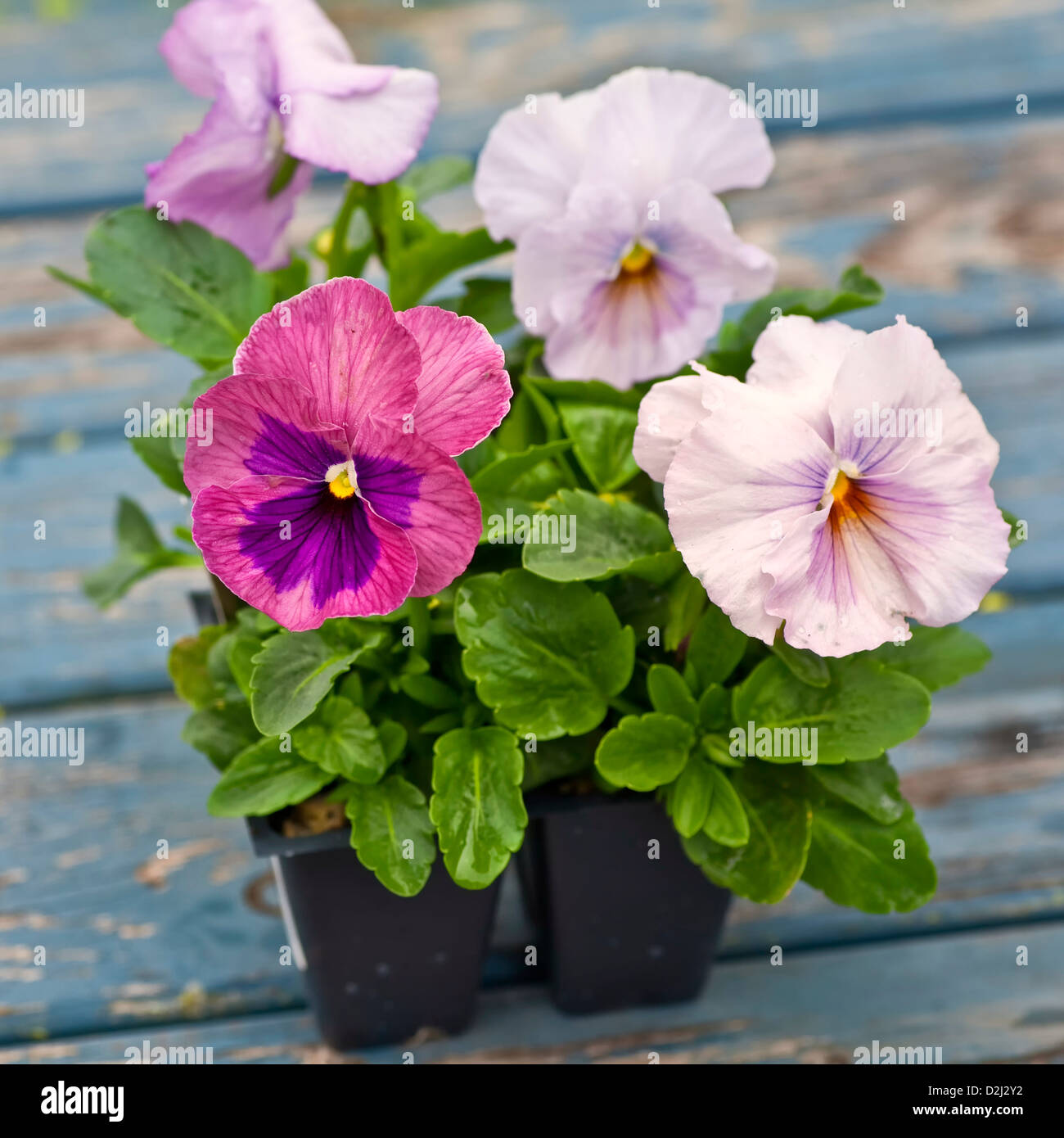 Pansies seedlings hi-res stock photography and images - Alamy