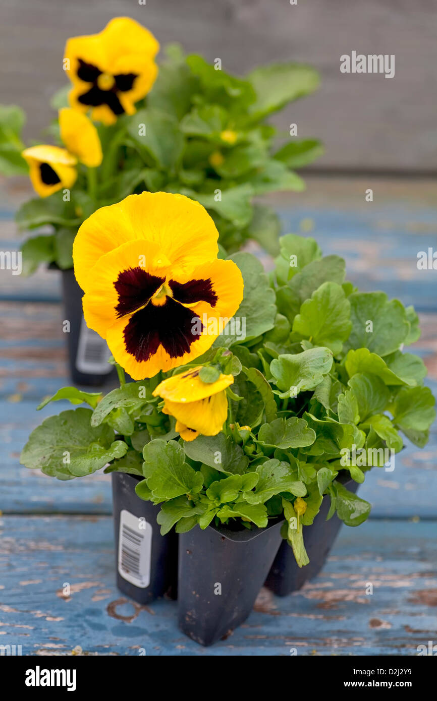 Pansy seedlings hi-res stock photography and images - Alamy