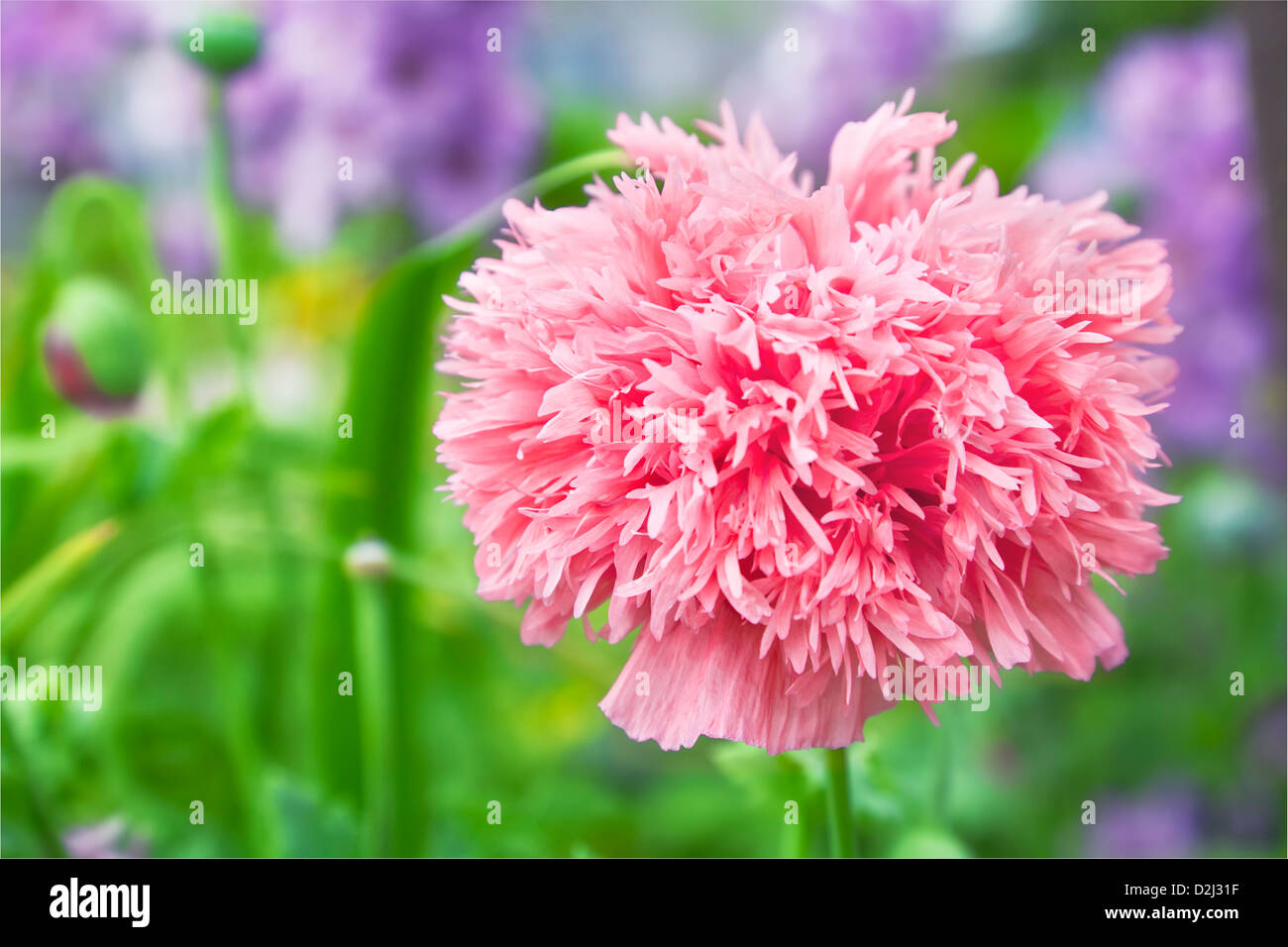 Double poppy hi-res stock photography and images - Alamy