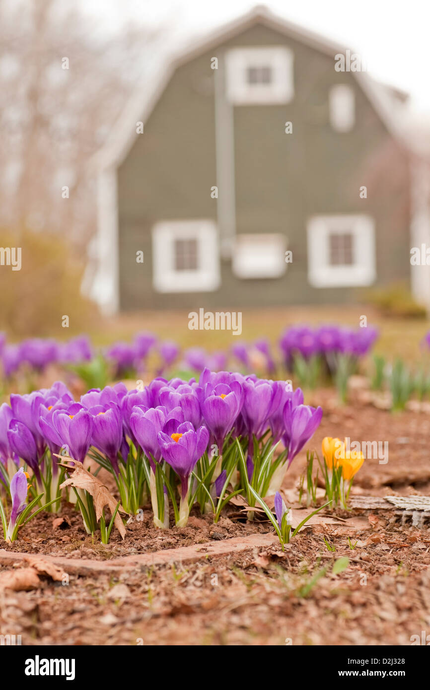 Spring barn hi-res stock photography and images - Alamy
