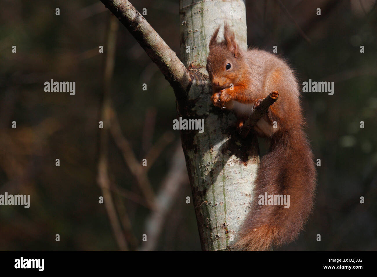 Red squirrels tree hi-res stock photography and images - Alamy