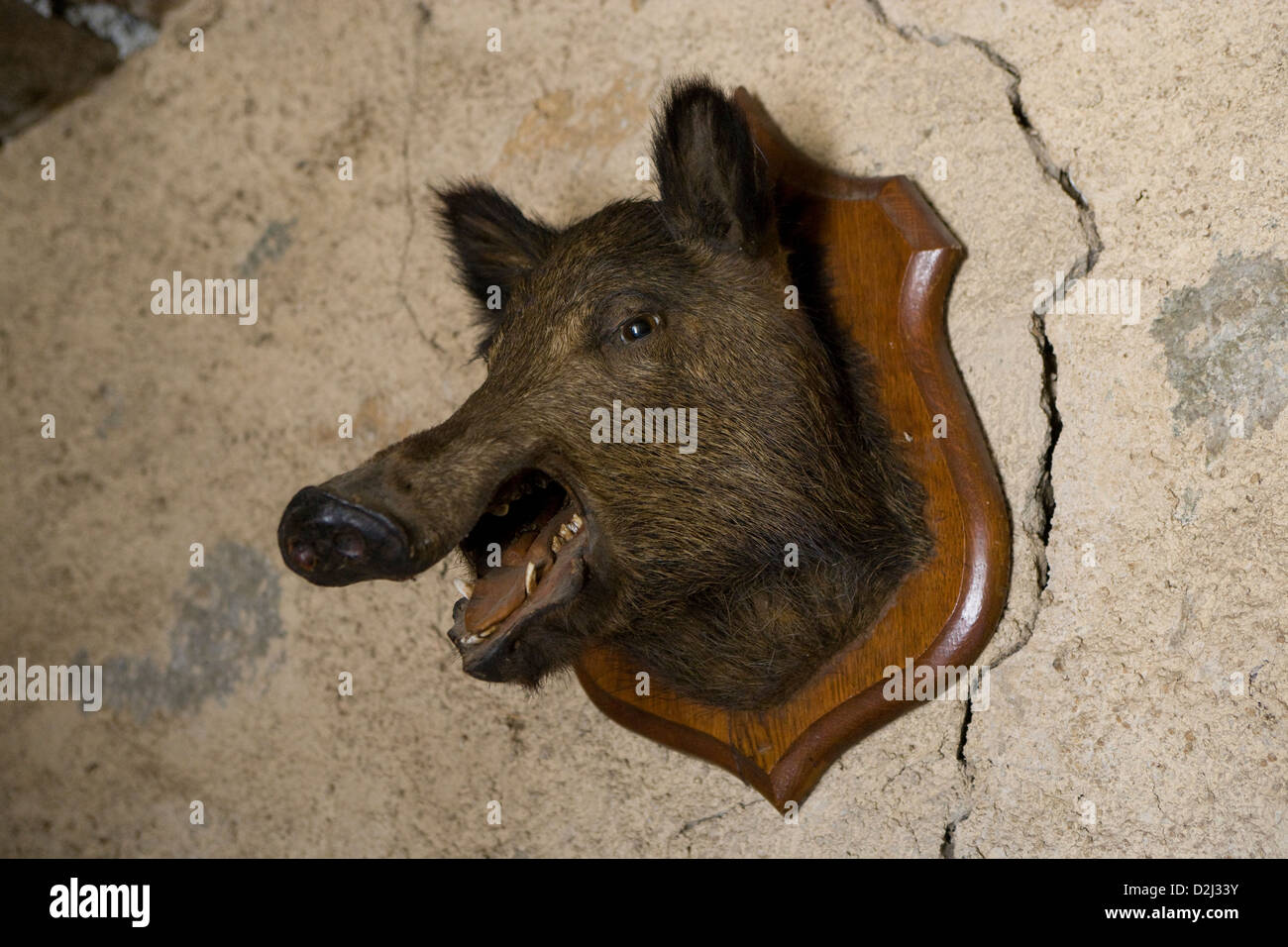 Corsica: wild boar trophy Stock Photo - Alamy