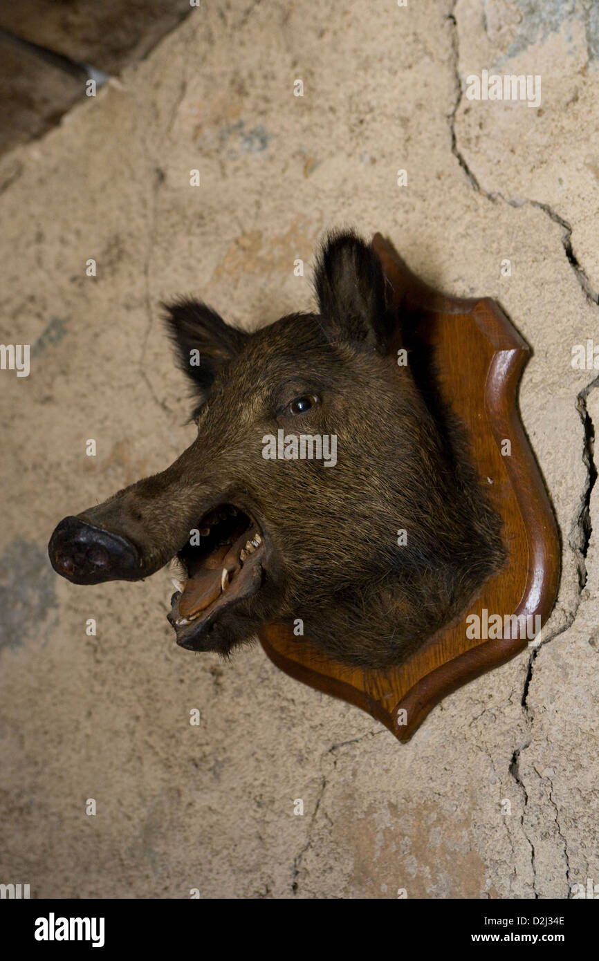 Corsica: boar's head trophy Stock Photo - Alamy