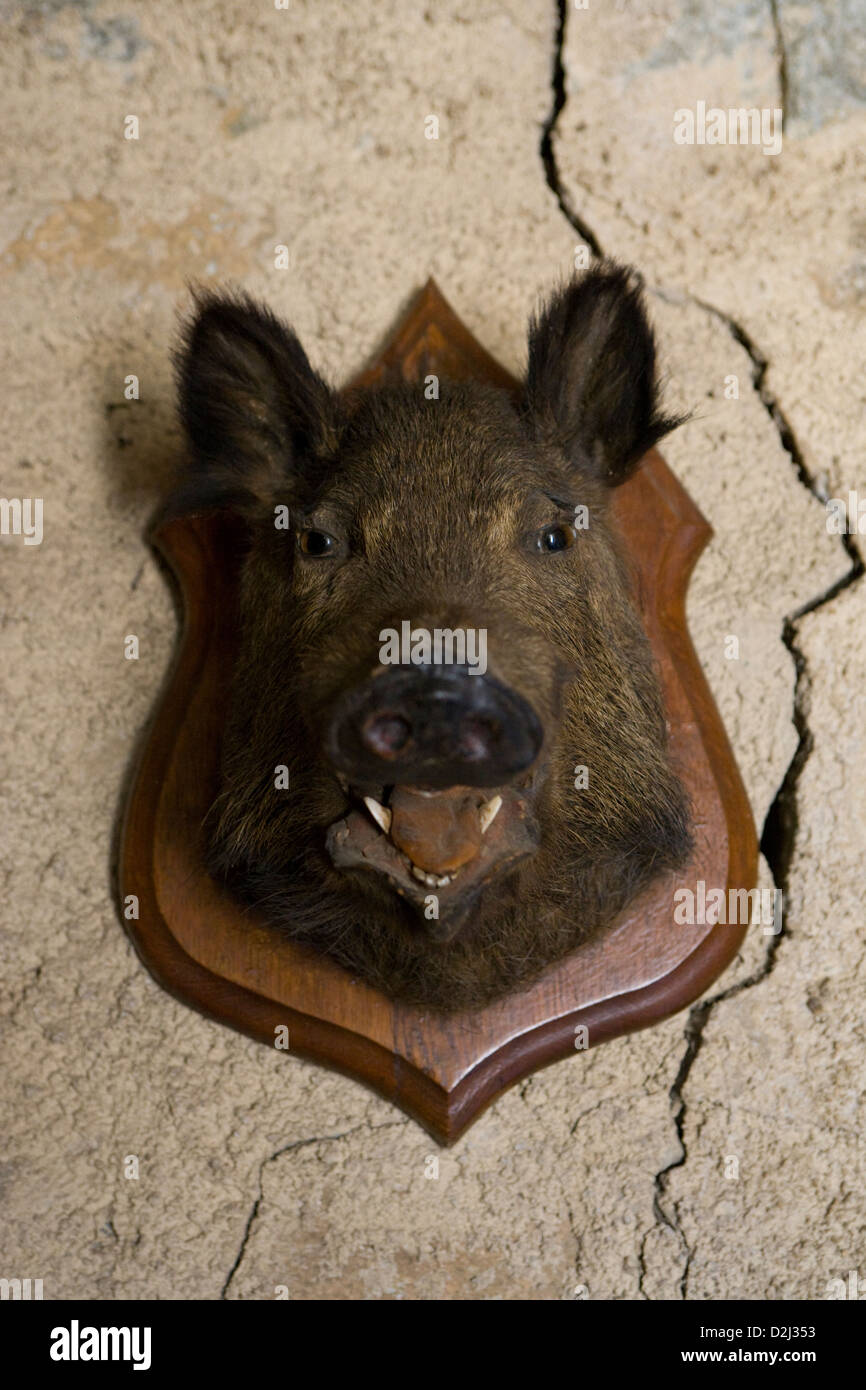 Hunting Trophy Wild Boars Head High Resolution Stock Photography and ...
