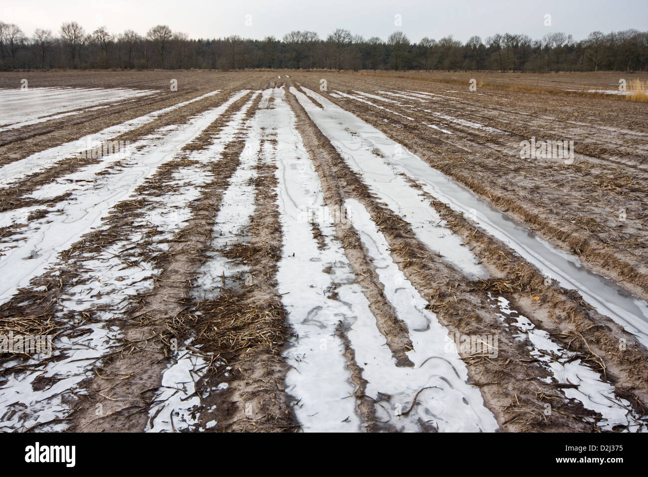 Flooded and frozen potato field in winter Stock Photo - Alamy