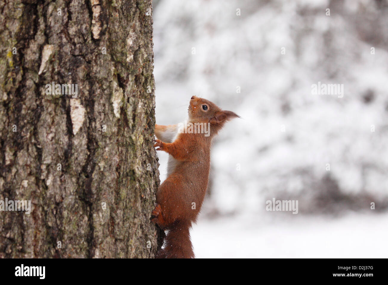 Red Squirrel (Sciurus vulgaris) climbing up a tree in winter, Highlands ...