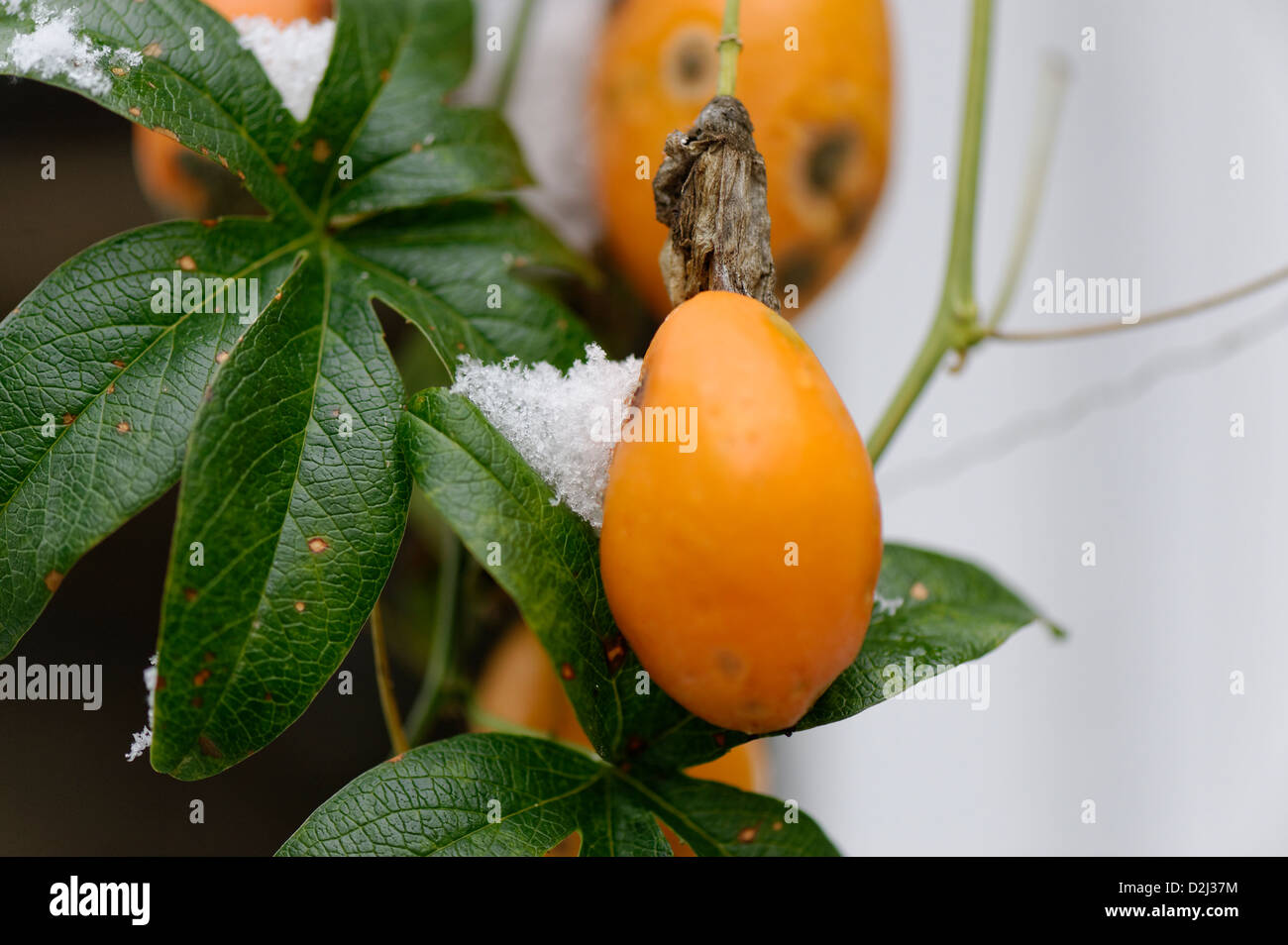 Orange fruits tree hi-res stock photography and images - Alamy