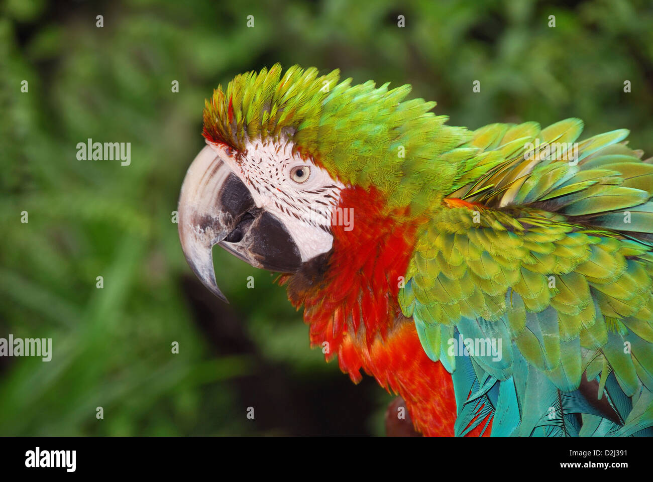 Macaw Parrot at Bird Show, Safari World, Bangkok, Thailand Stock Photo ...