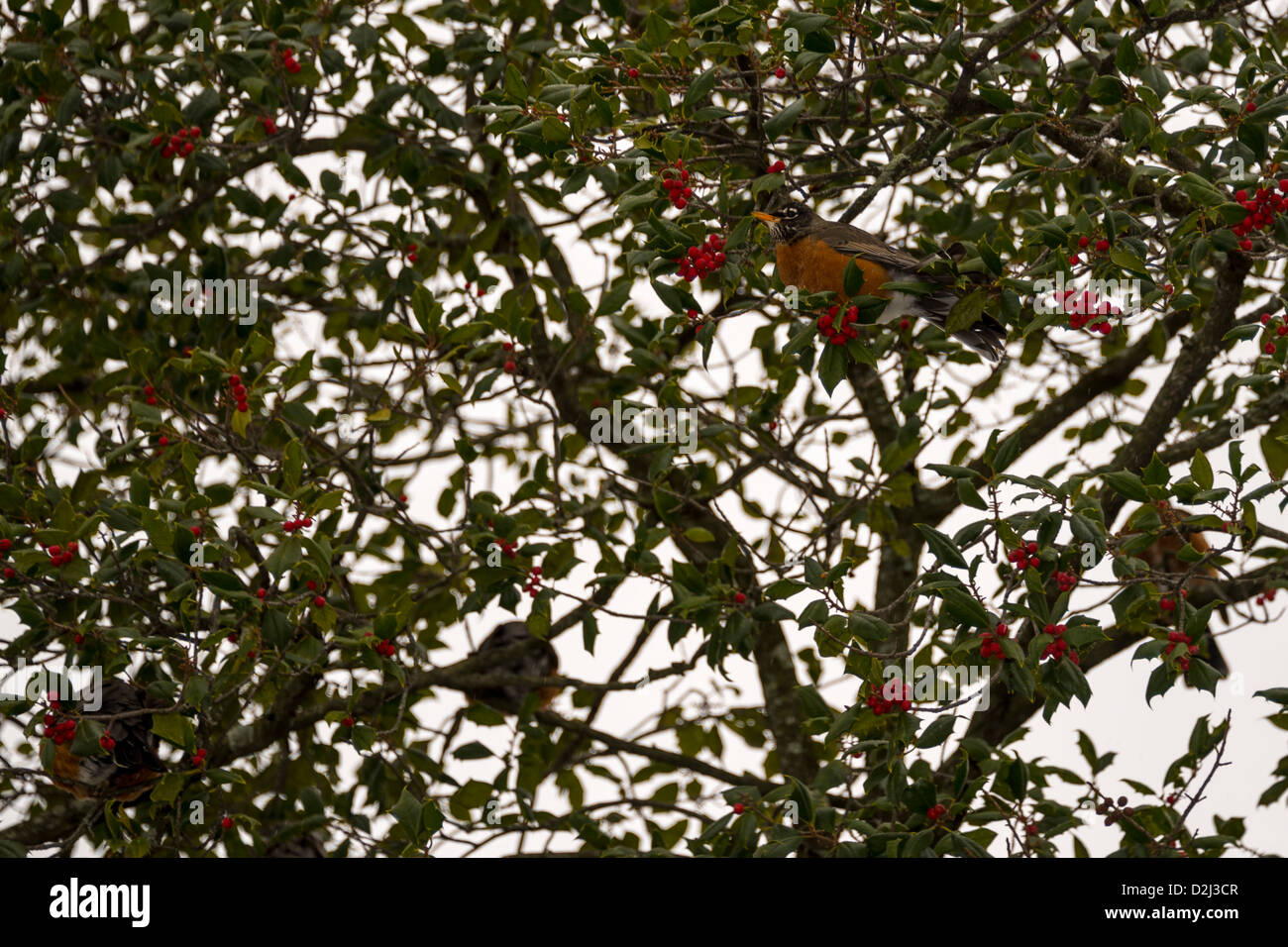 Robin in holly tree hi-res stock photography and images - Alamy