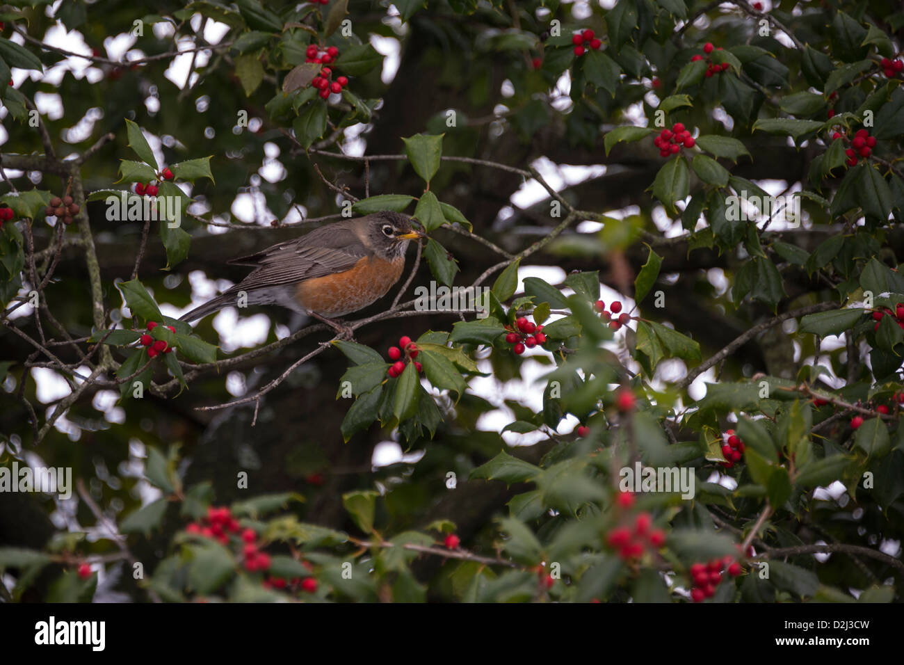 Robin with holly hi-res stock photography and images - Alamy