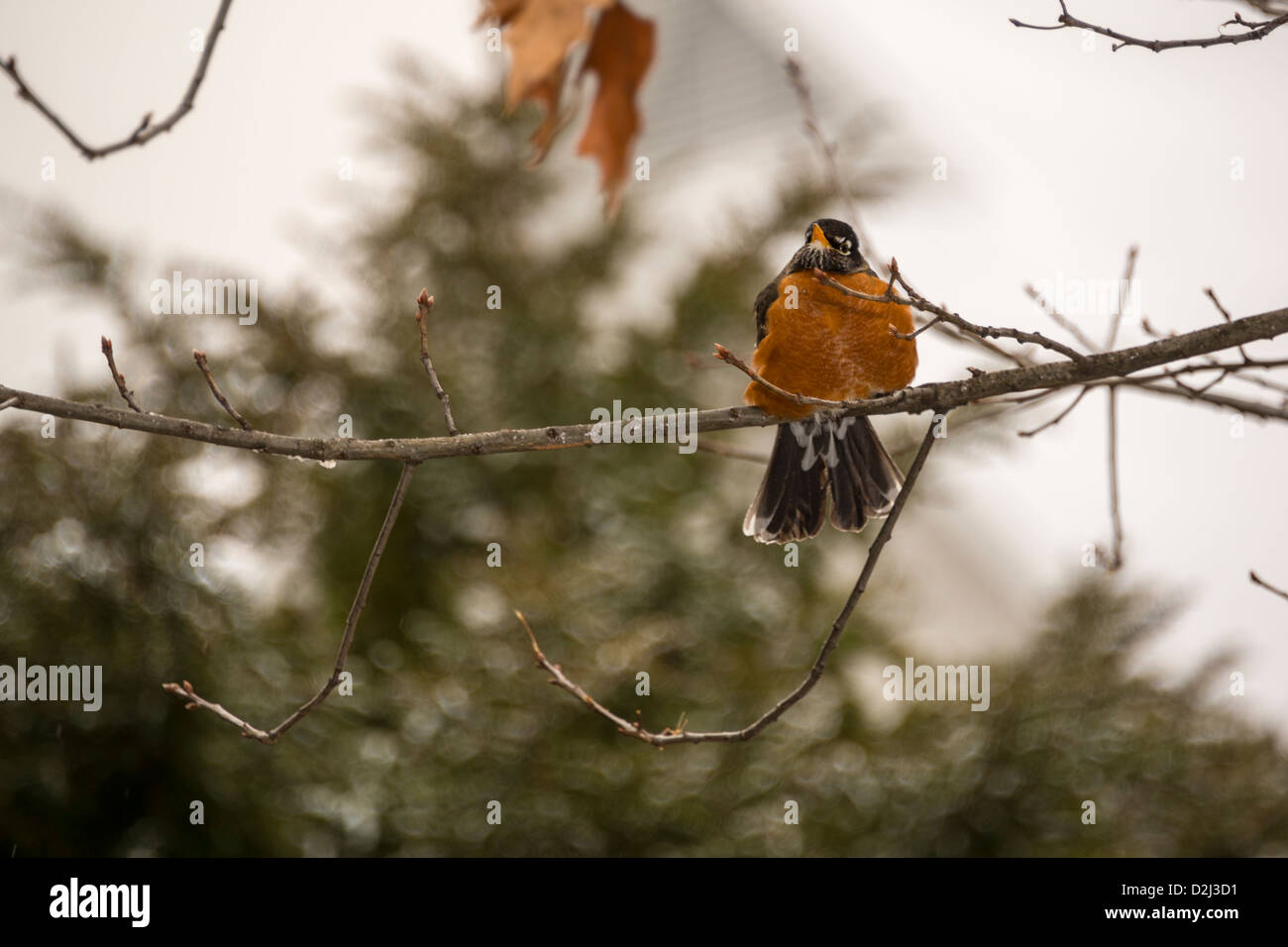 Fat robin hi-res stock photography and images - Alamy