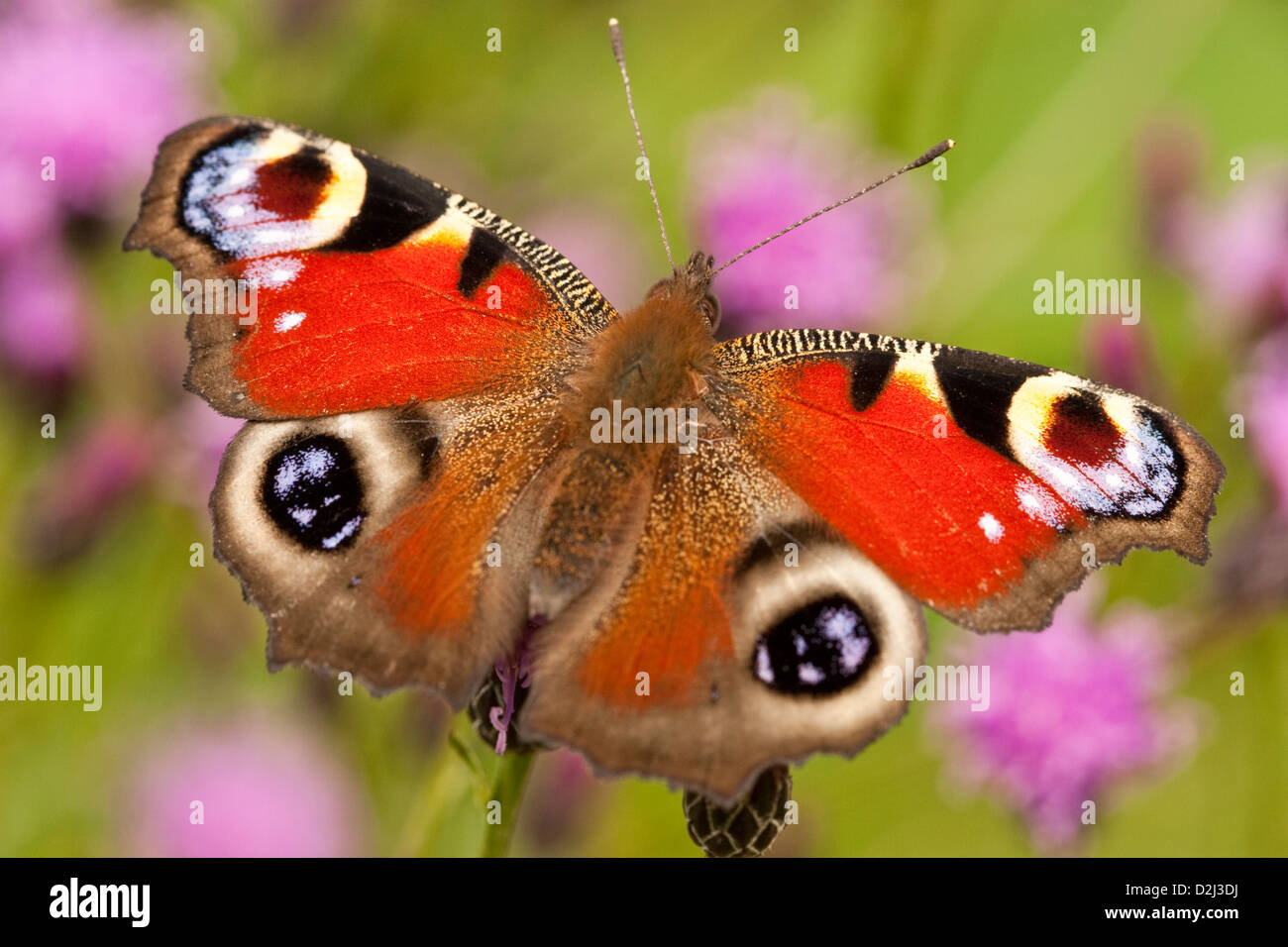 peacock-butterfly-on-knapweed-england-uk-stock-photo-alamy