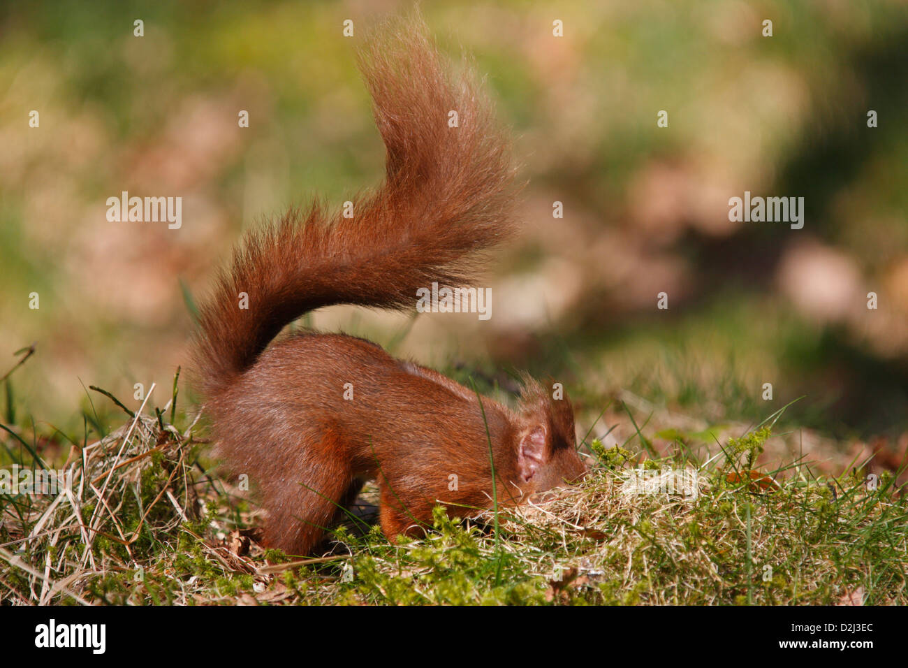 Squirrel burying nuts hi-res stock photography and images - Alamy