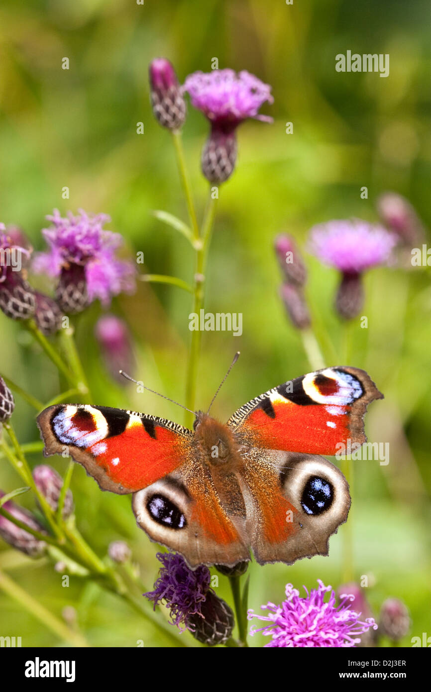 British Native Peacock Butterfly Hi res Stock Photography And Images