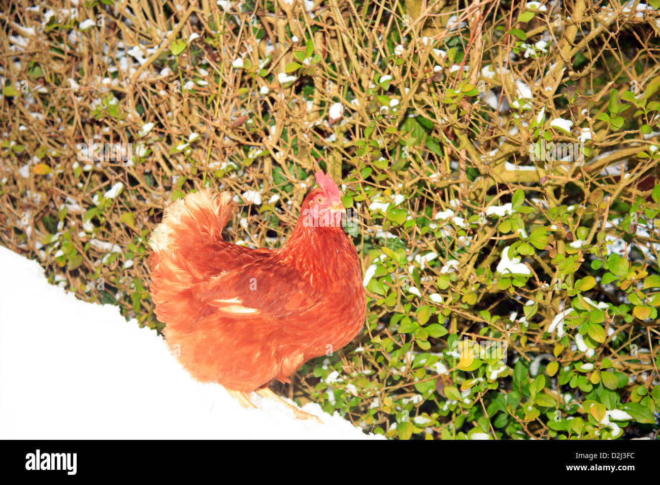 Chicken on snow covered roof of chicken coup Stock Photo - Alamy