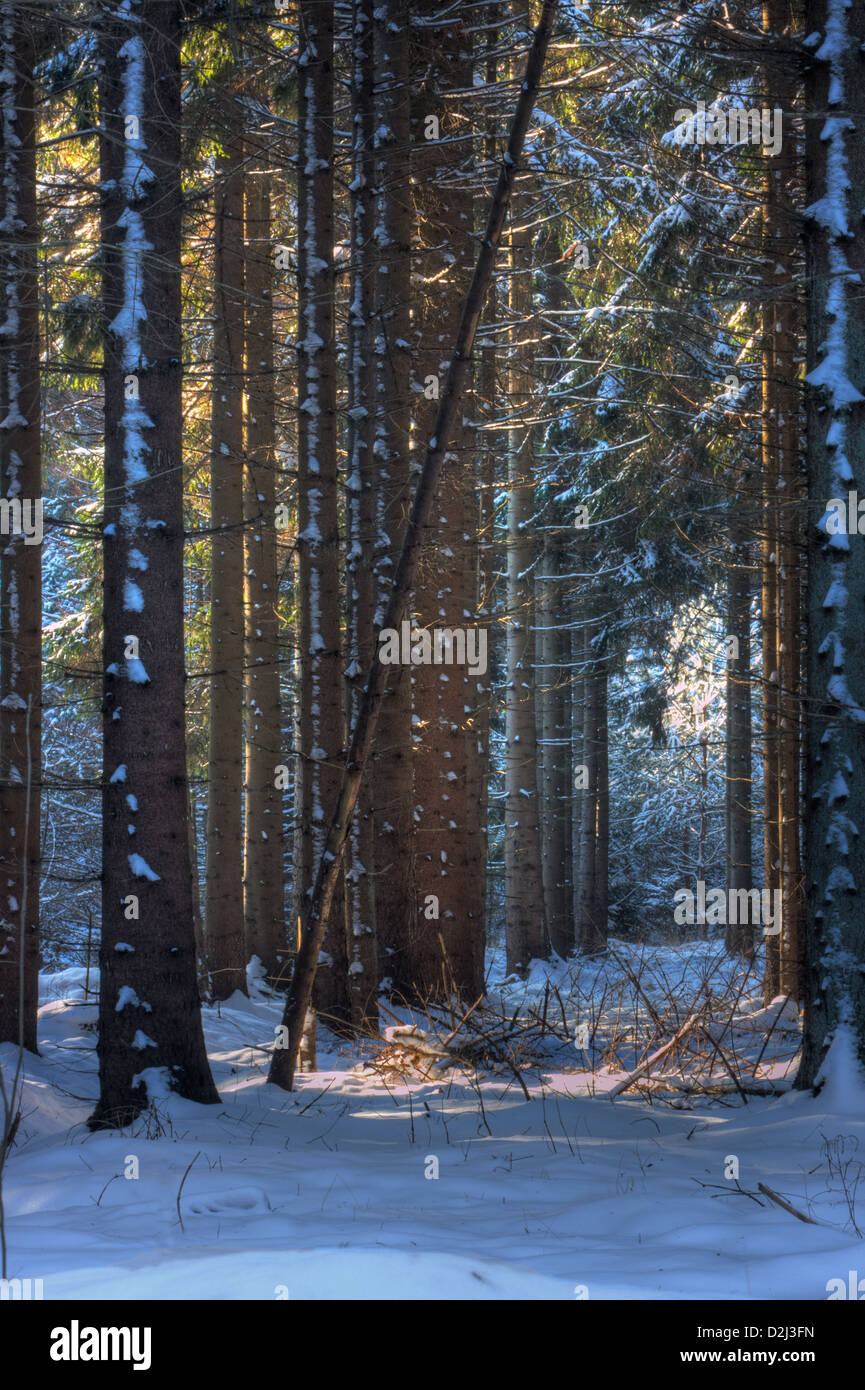 Sunset in a snowy forest, light spots and tree shadows on snow Stock ...