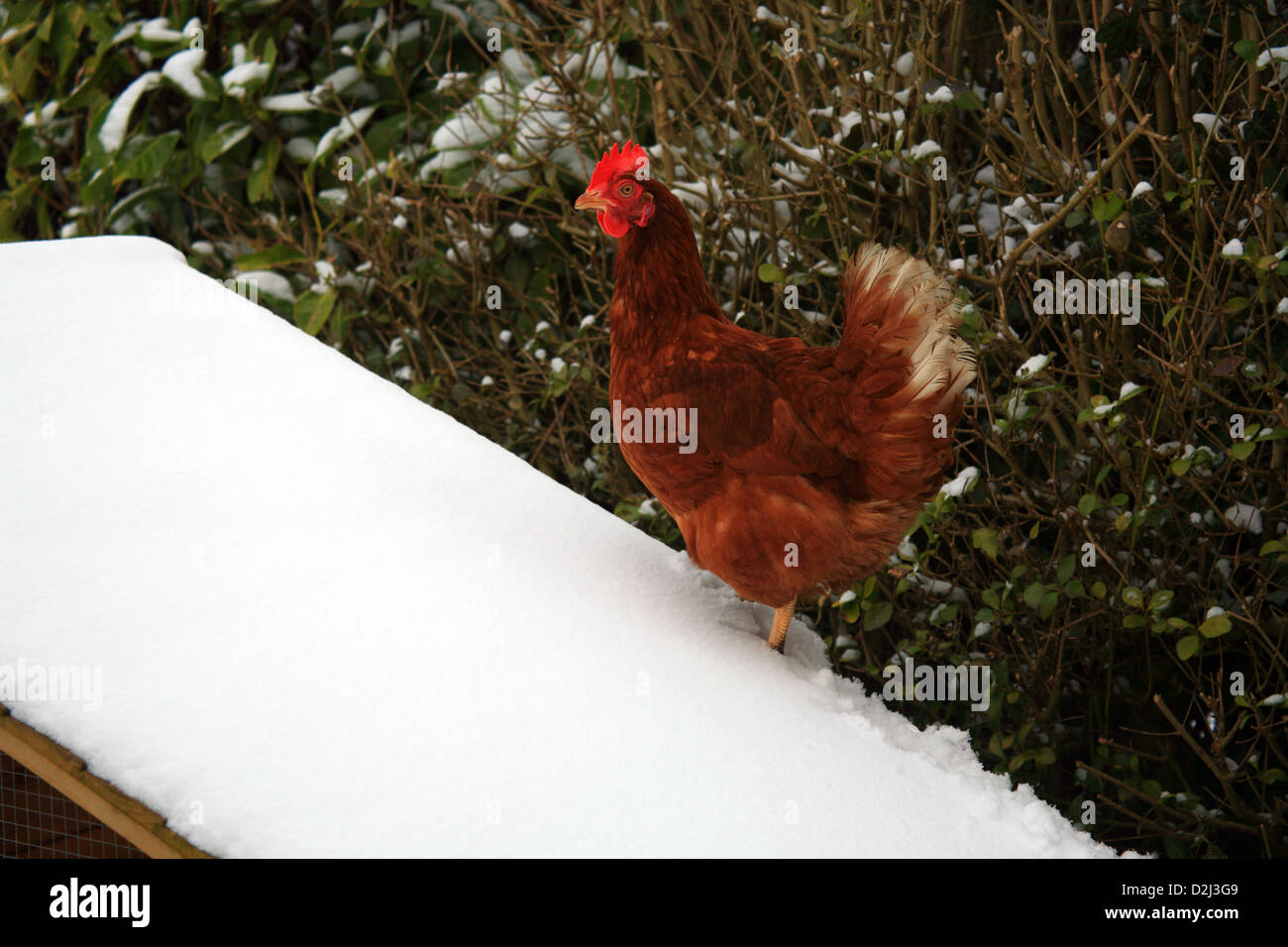 Chicken coup garden hi-res stock photography and images - Alamy