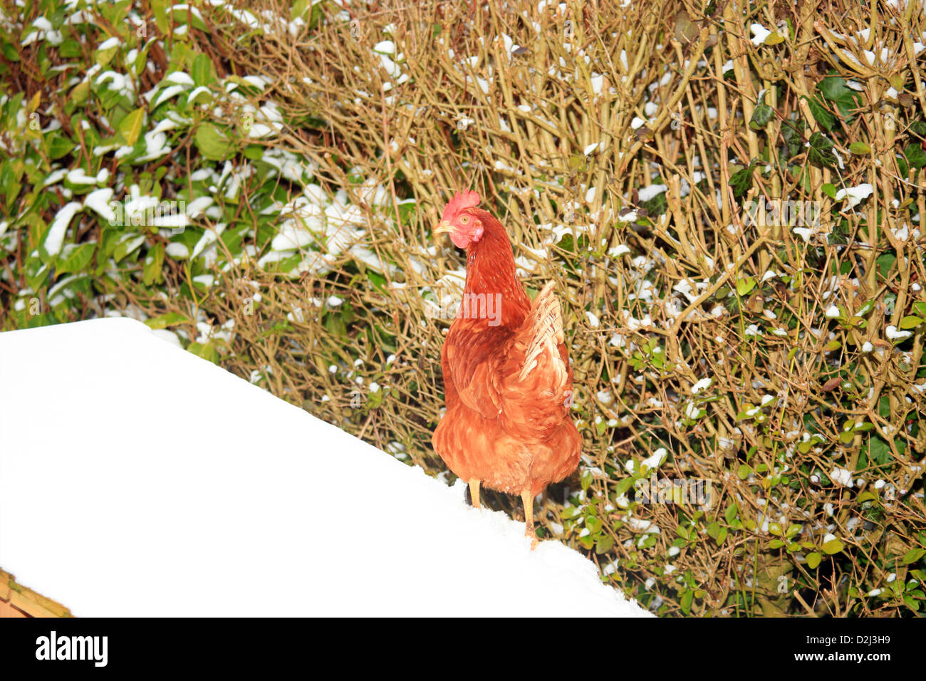 Snow coup hi-res stock photography and images - Alamy