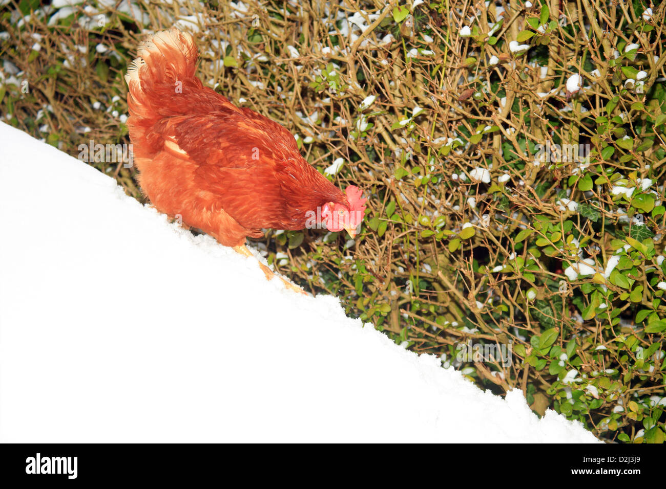 Chicken coup garden hi-res stock photography and images - Alamy