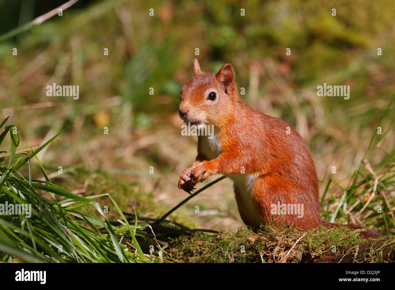 Red Squirrel (Sciurus vulgaris) in the forest, Highlands, Scotland, UK ...
