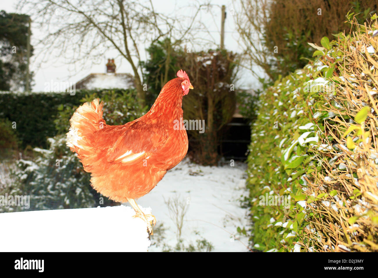 Snow coup hi-res stock photography and images - Alamy