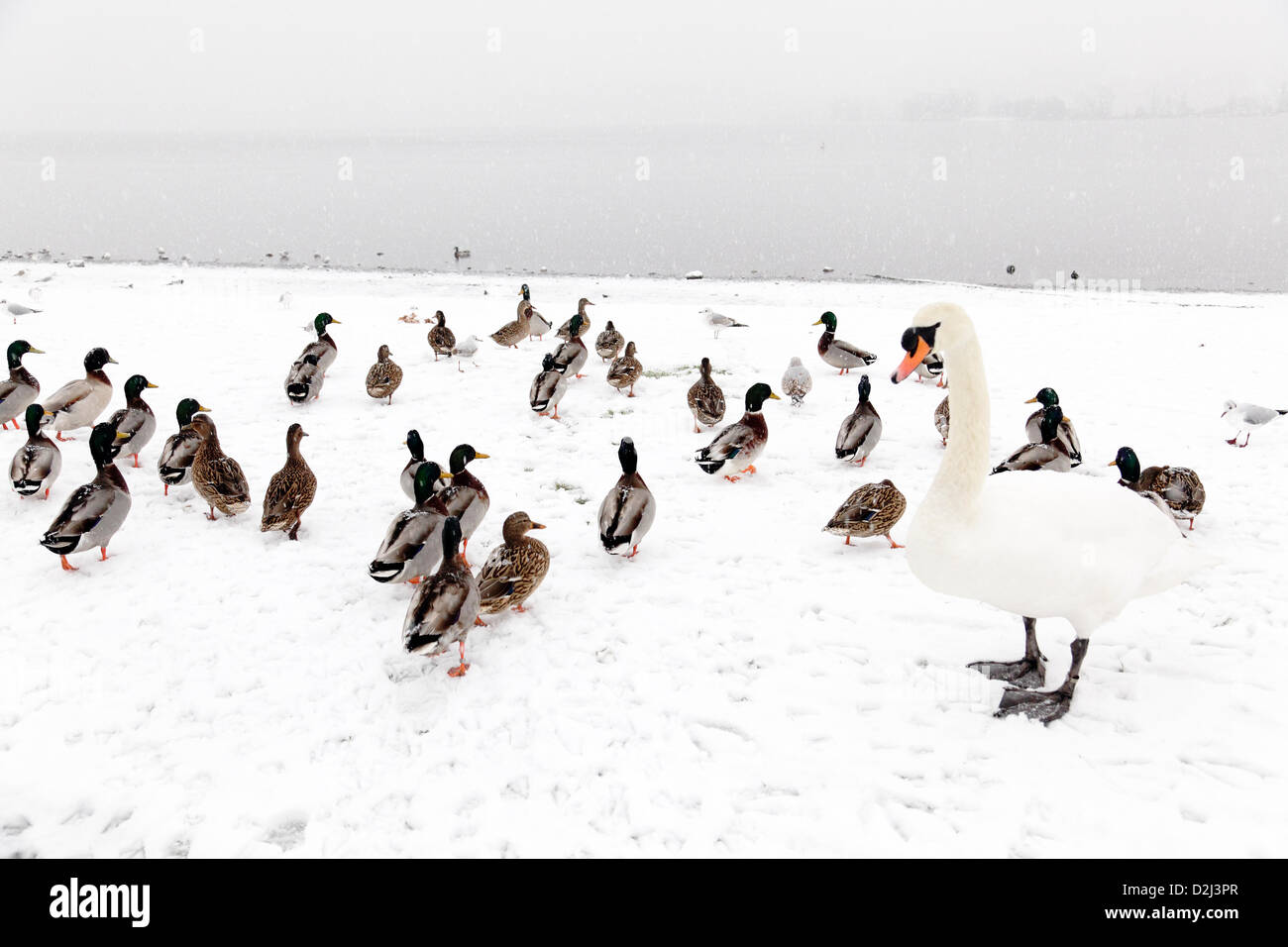Castle Semple Country Park, Lochwinnoch, Renfrewshire, Scotland, UK ...