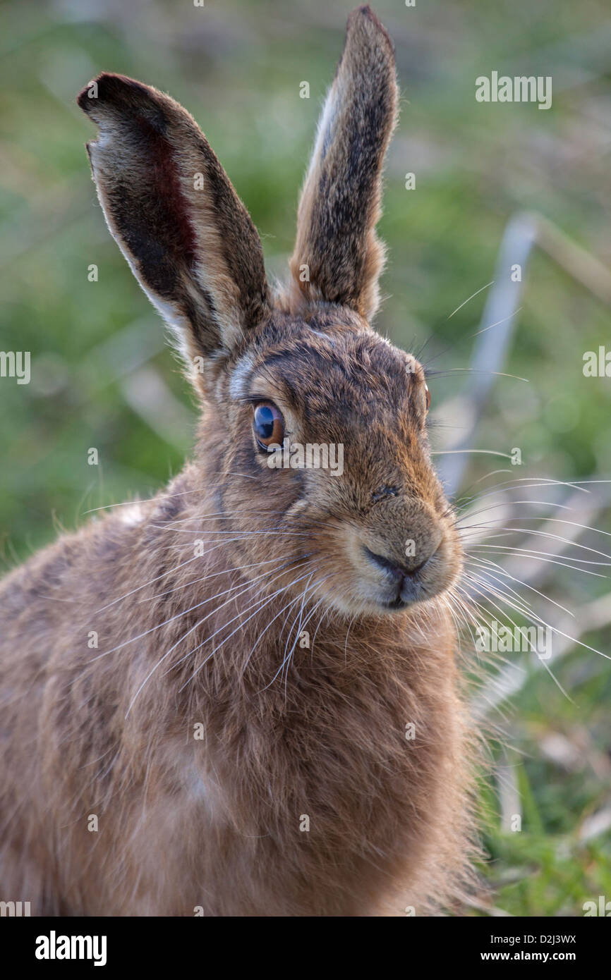Brown Hare in stubble field, England UK Stock Photo - Alamy