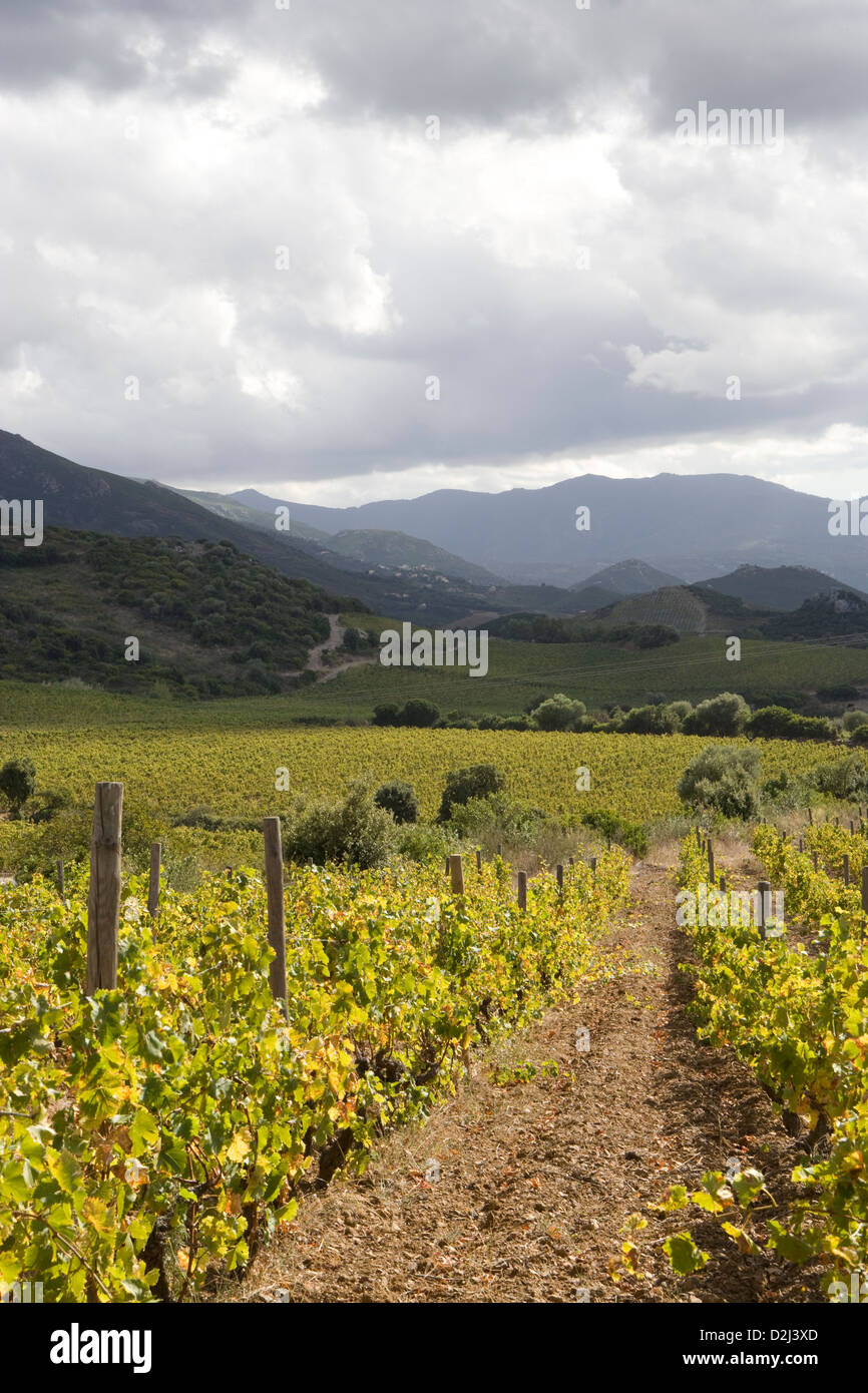 Domaine antoine arena corsica hi-res stock photography and images - Alamy