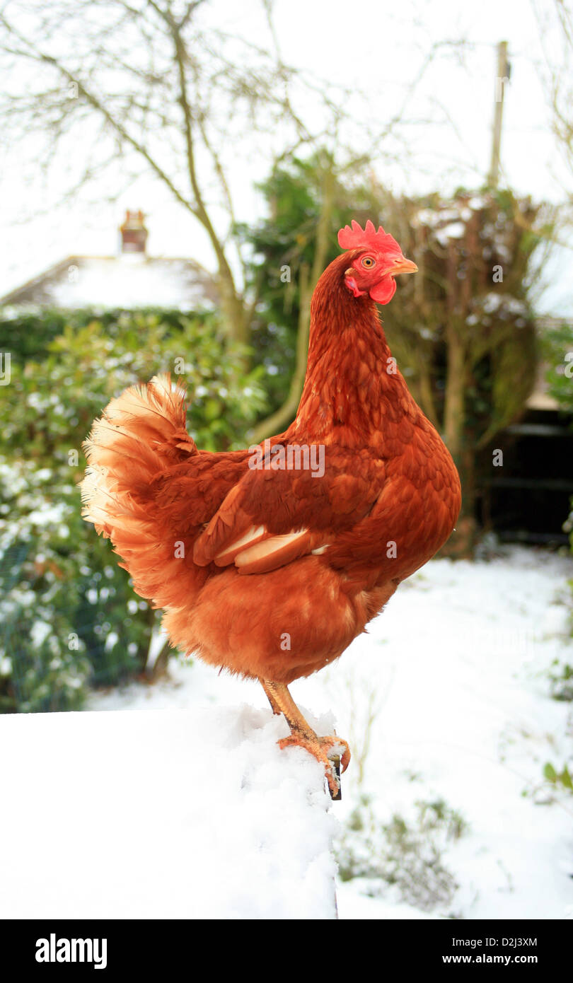 Chicken coup garden hi-res stock photography and images - Alamy