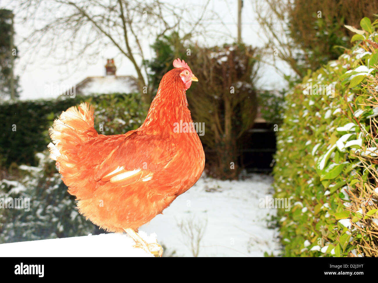 Chicken coup garden hi-res stock photography and images - Alamy