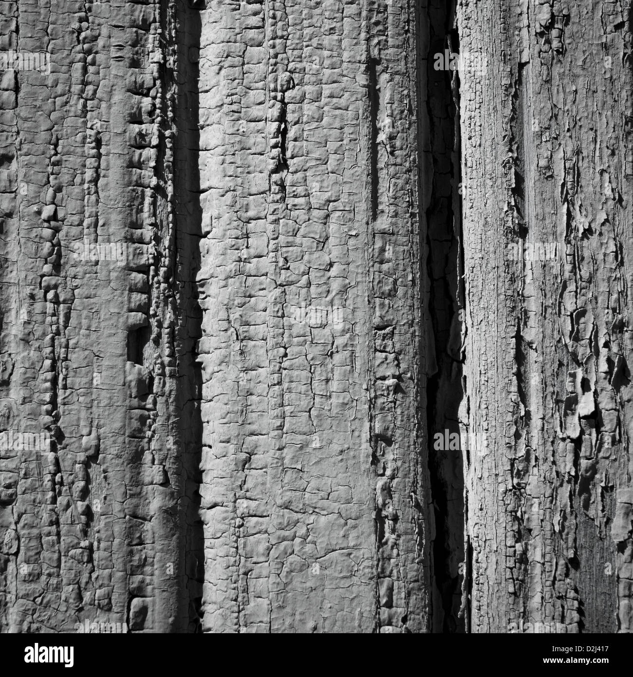 old gray wooden plank wall of a house. Square format Stock Photo - Alamy