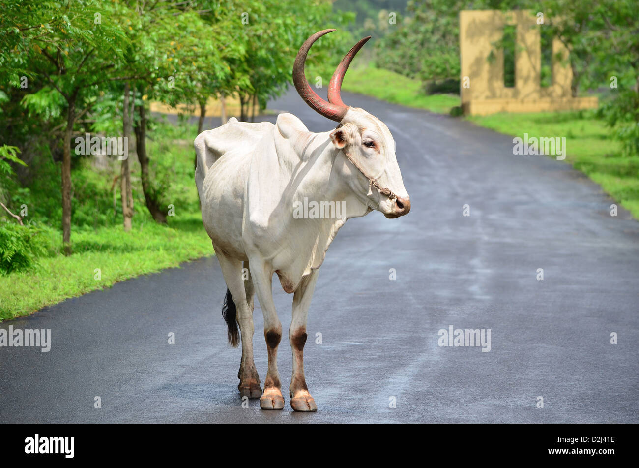 Middle Cow High Resolution Stock Photography and Images - Alamy