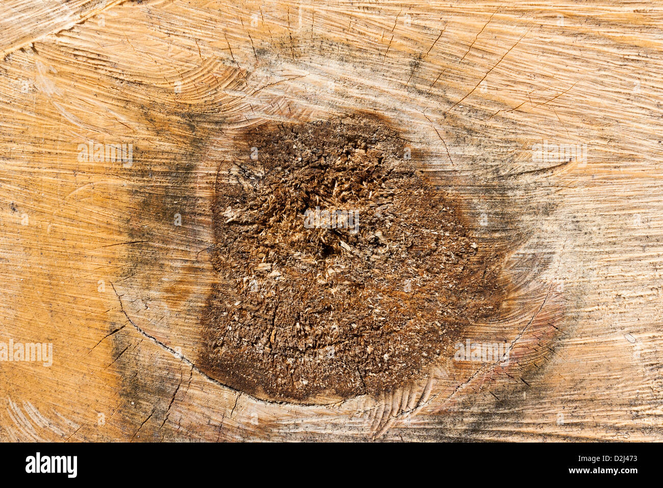 slice of wood timber natural background Stock Photo - Alamy