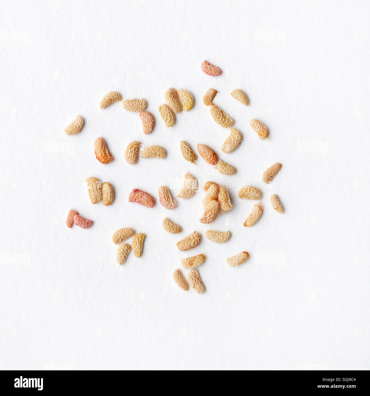 Raspberry, Rubus sp., seeds Stock Photo - Alamy