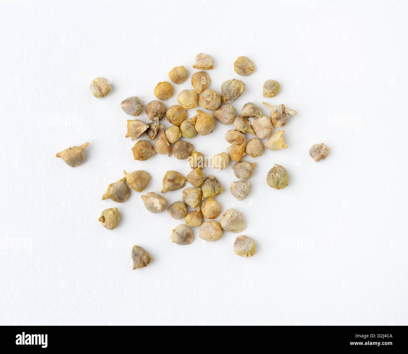 Spinach, Spinacia oleracea, seeds Stock Photo - Alamy