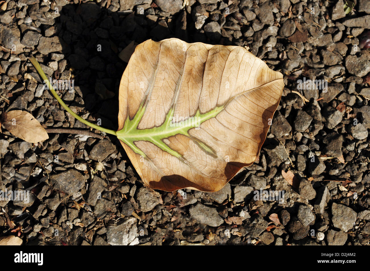 Pipal leaf hi-res stock photography and images - Alamy