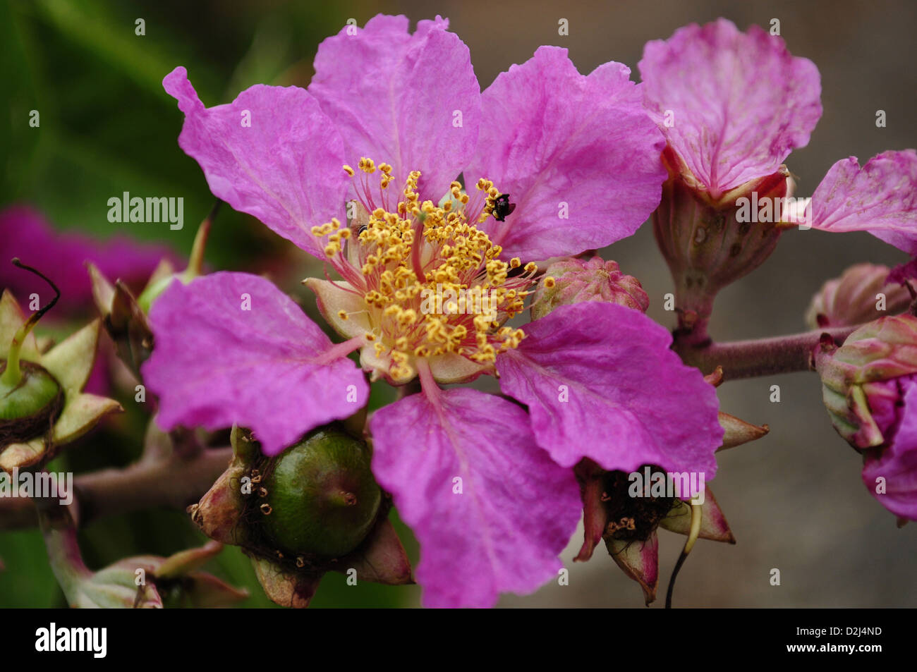 Himalayan peony paeonia emodi hi-res stock photography and images - Alamy