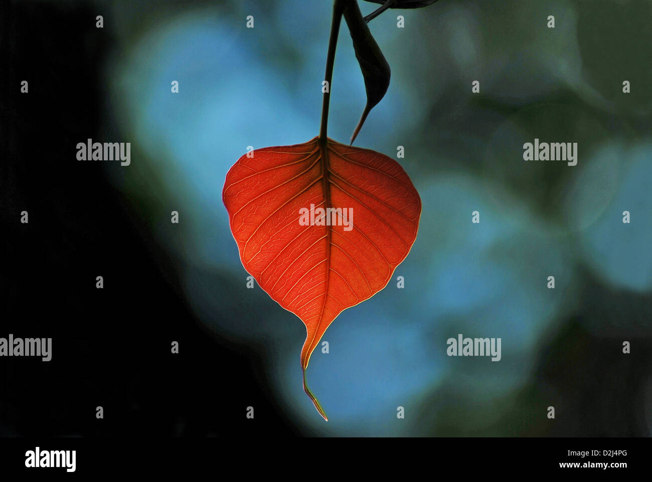 Tender pipal leaf Stock Photo - Alamy